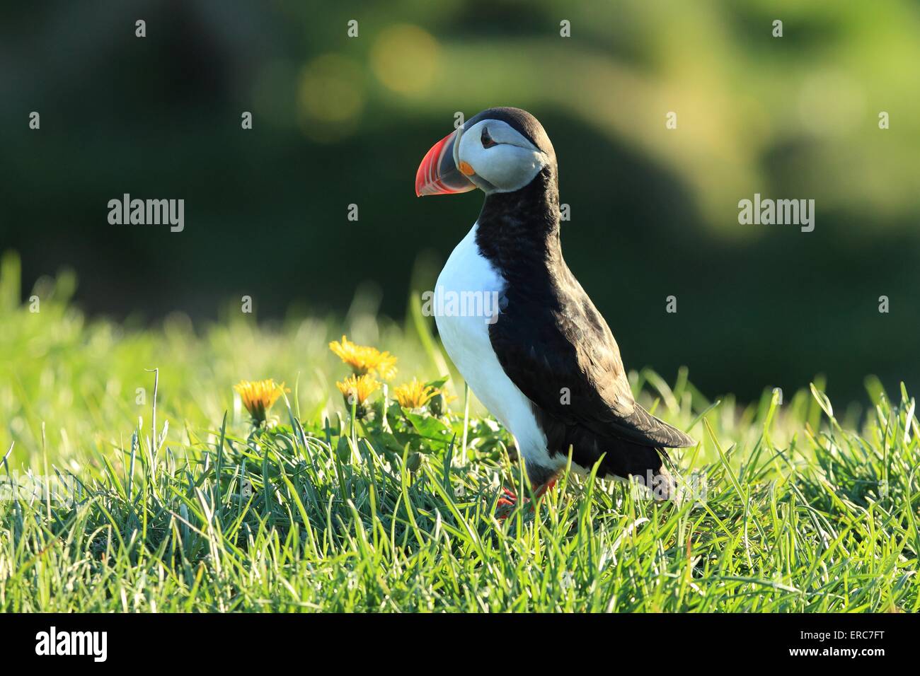 Puffin grassland hi-res stock photography and images - Alamy