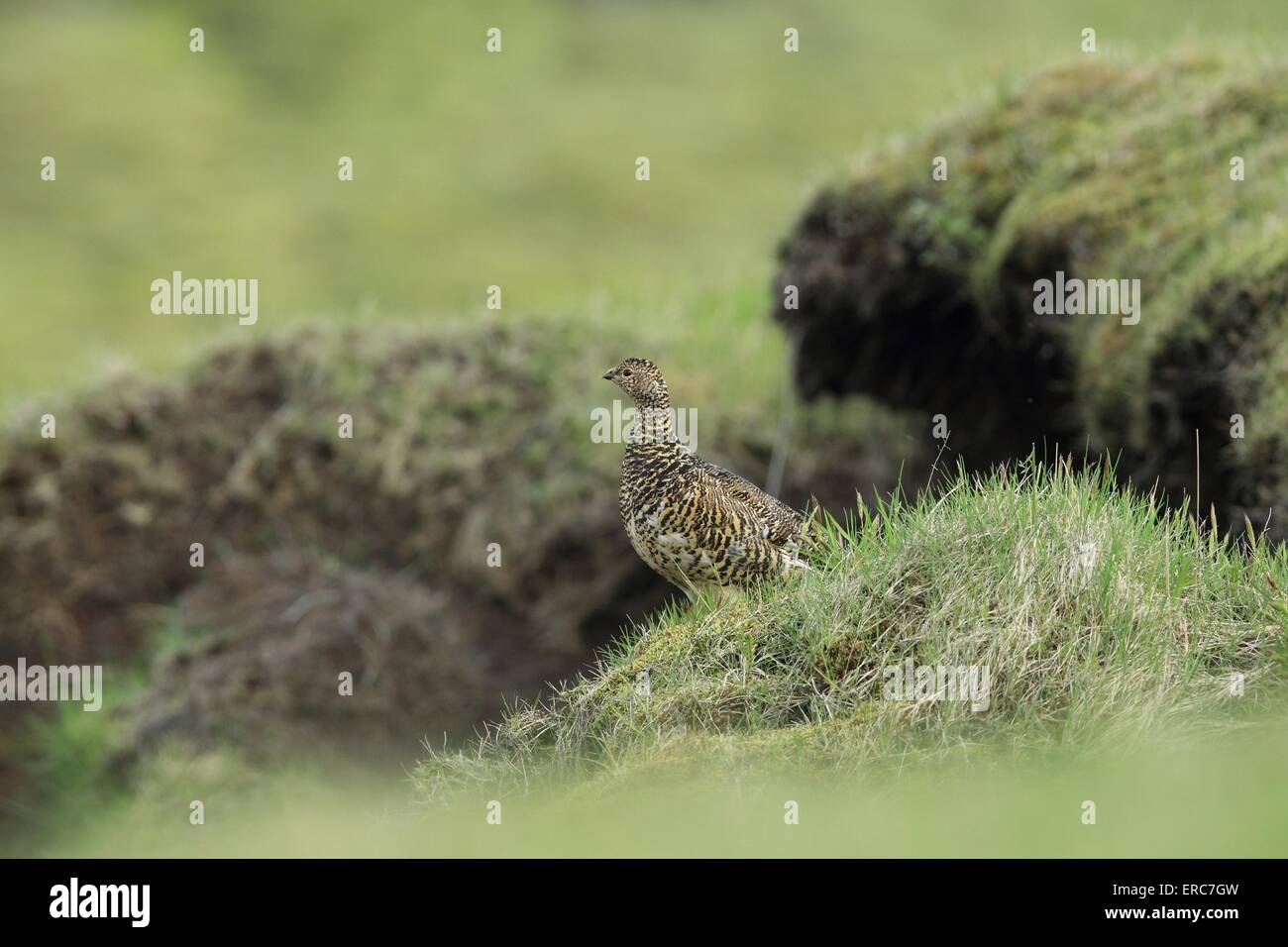 Snow chicken hi-res stock photography and images - Alamy