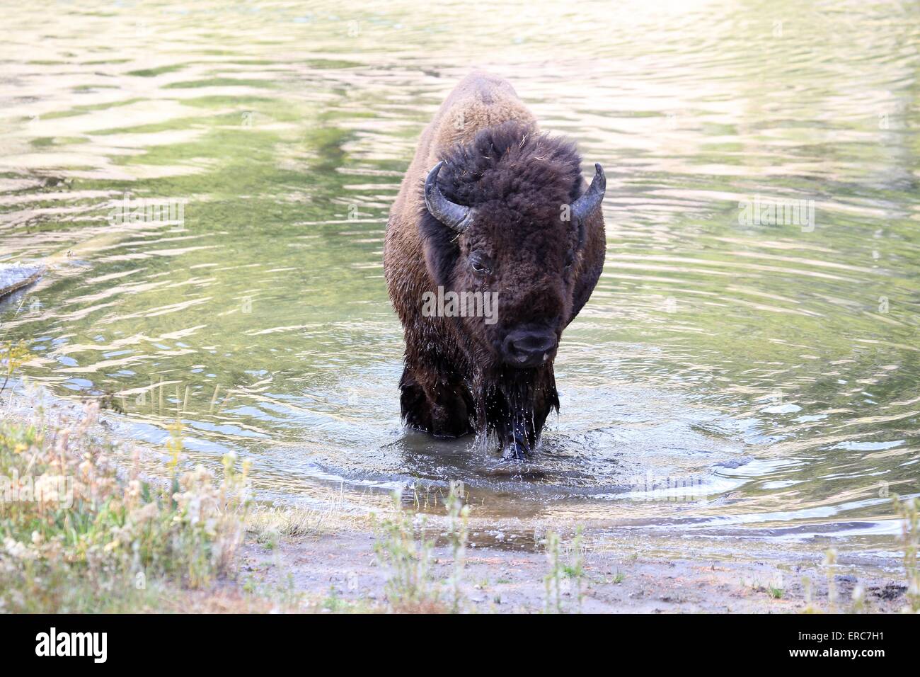 Adult water buffalo hi-res stock photography and images - Alamy
