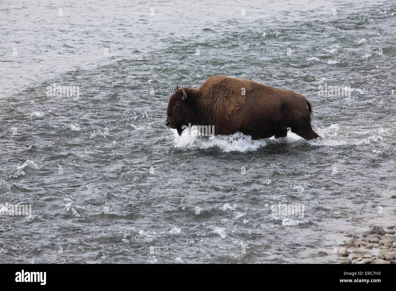 Buffalo movement hi-res stock photography and images - Alamy