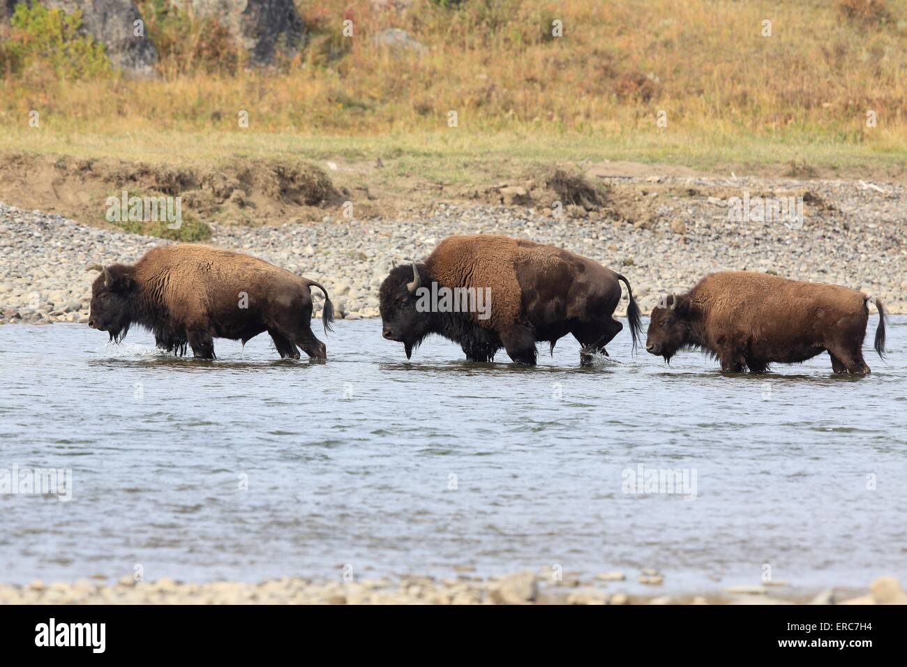 Three american buffalo bison hi-res stock photography and images - Alamy