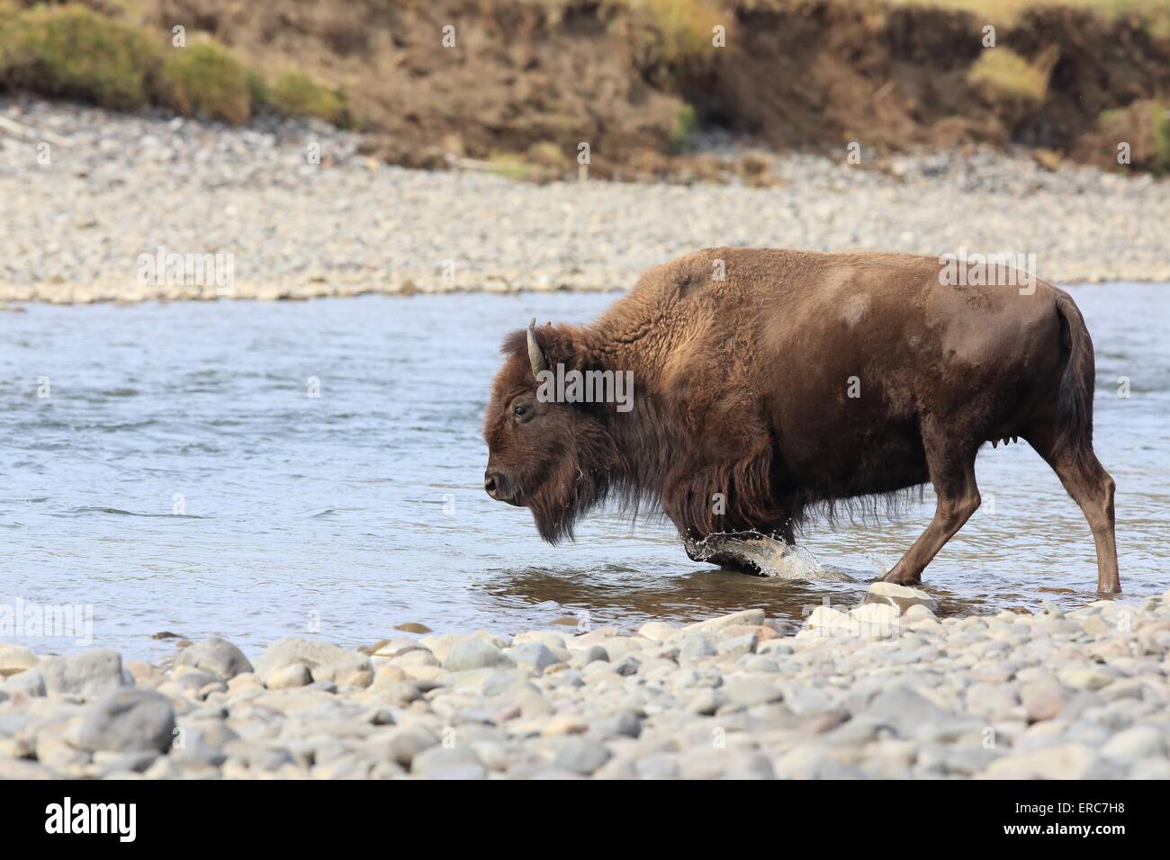 Buffalo profile hi-res stock photography and images - Alamy