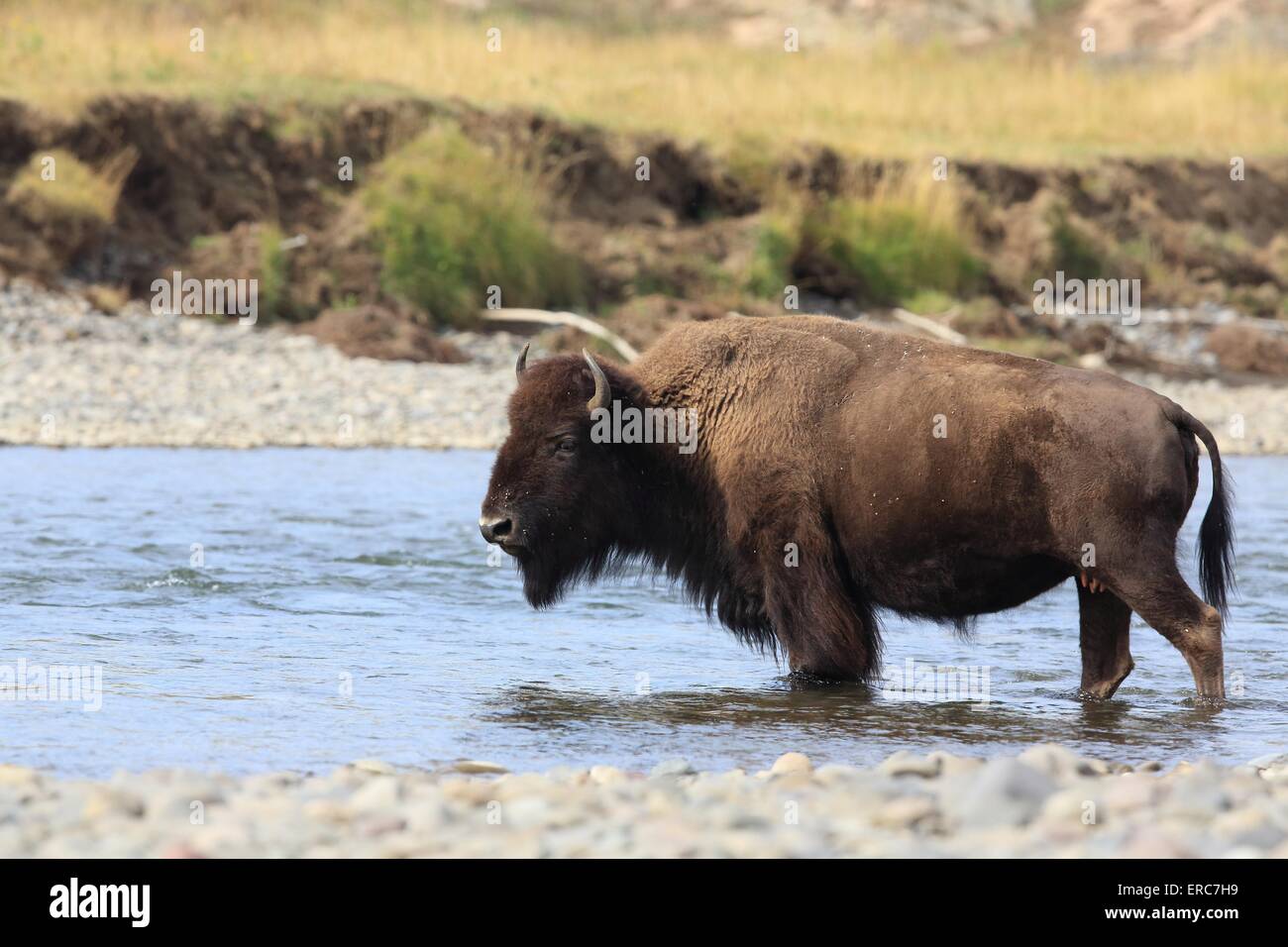 Adult water buffalo hi-res stock photography and images - Alamy