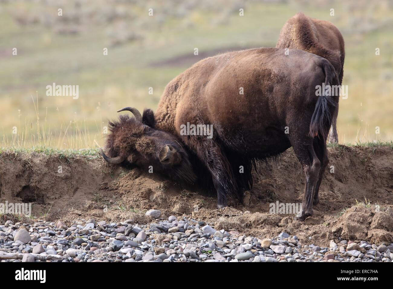 Buffalo behavior hi-res stock photography and images - Alamy