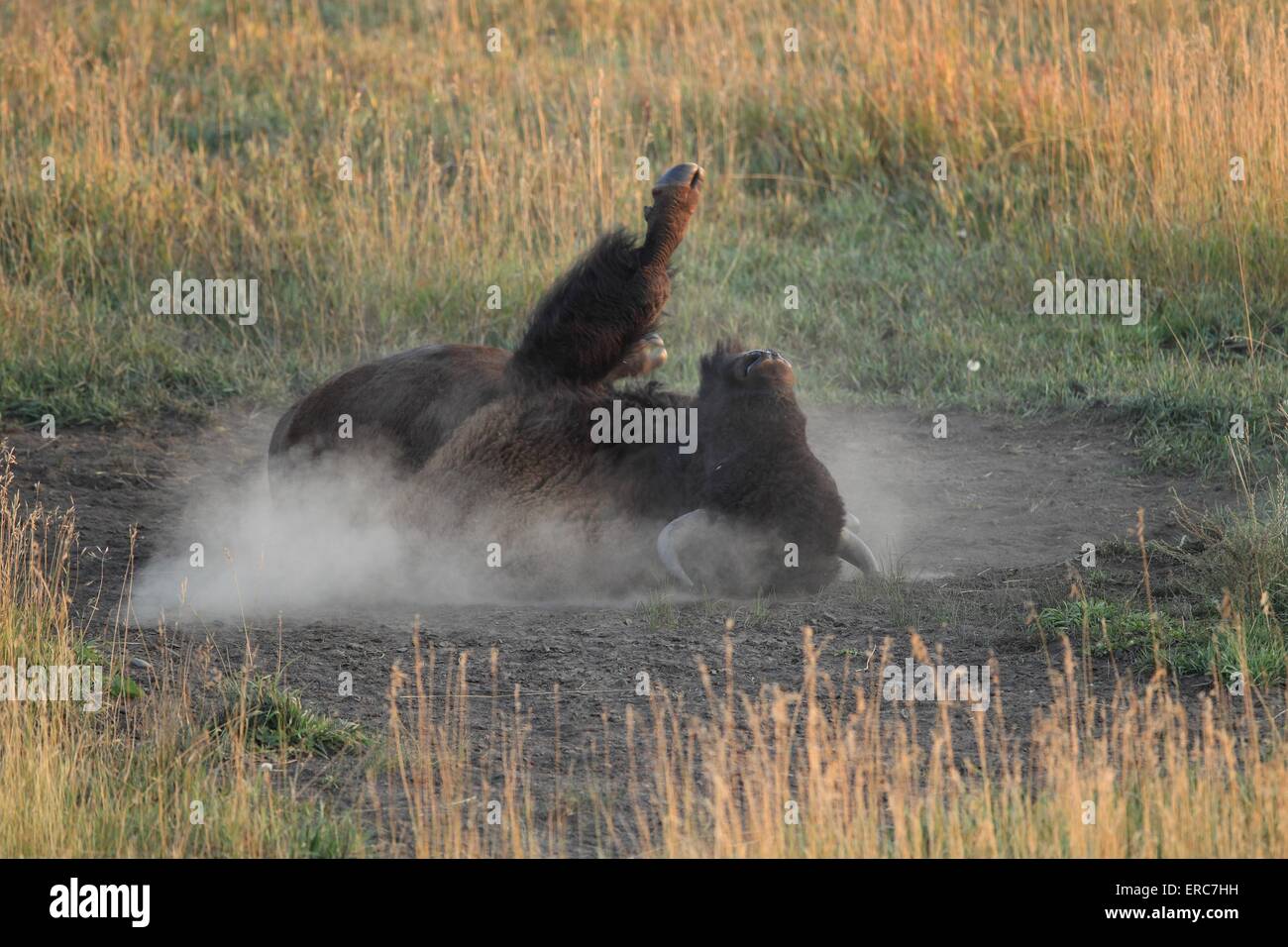Buffalo rolling hi-res stock photography and images - Alamy