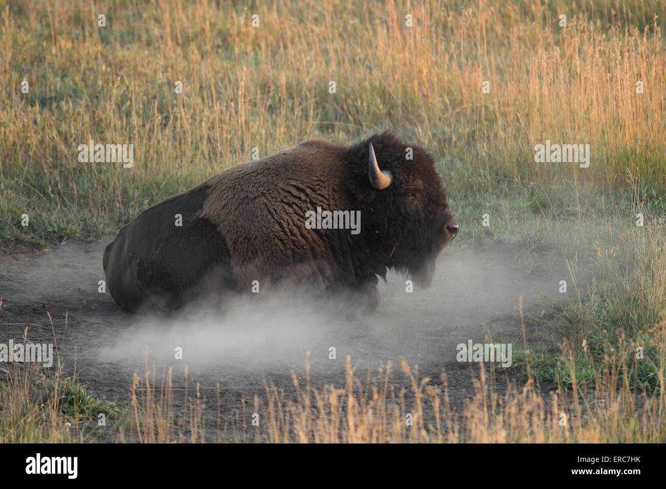Side profile buffalo hi-res stock photography and images - Alamy