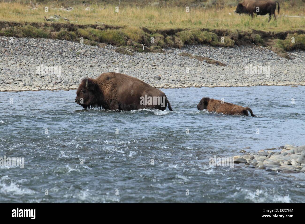 Baby water buffalo walking hi-res stock photography and images - Alamy