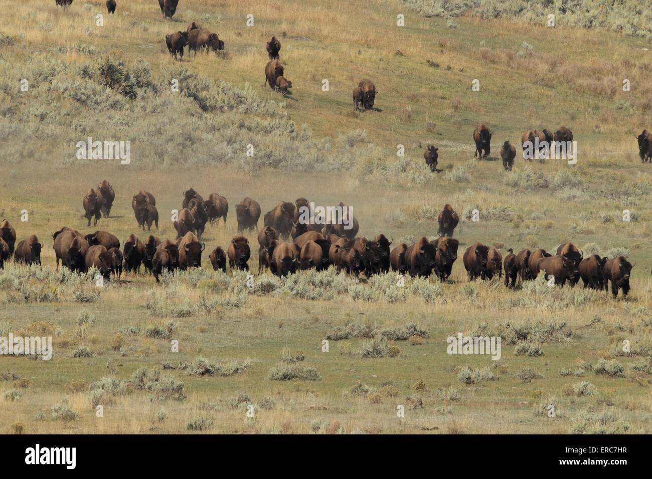 American buffalo herds hi-res stock photography and images - Alamy