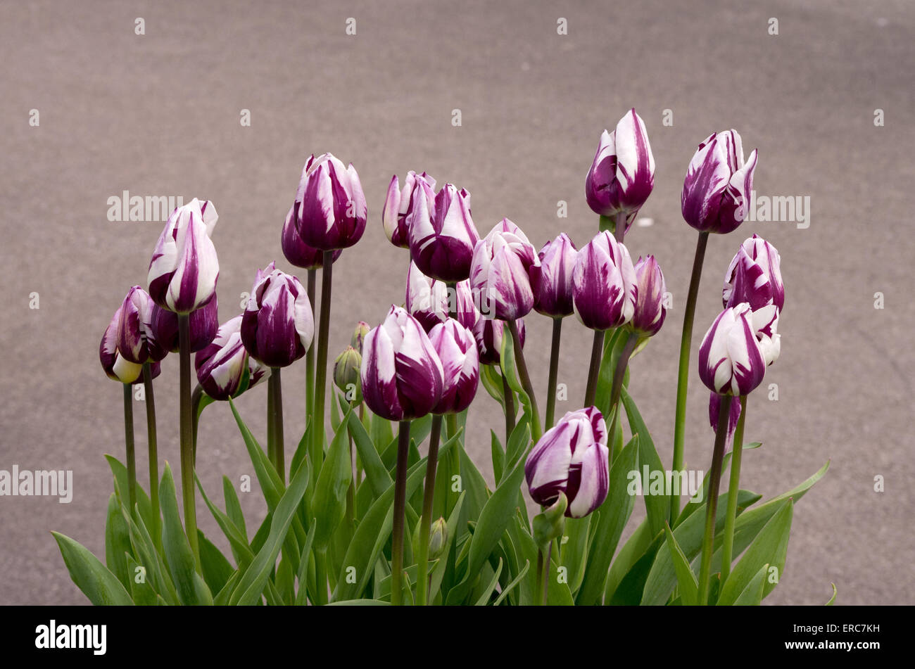 Rems hi-res stock photography and images - Alamy