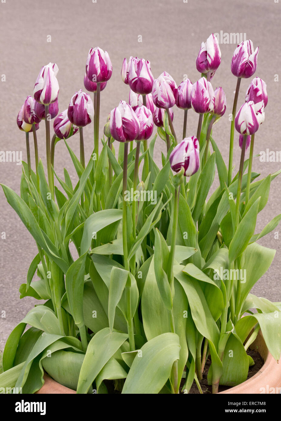Tulip Rems Favourite Stock Photo - Alamy