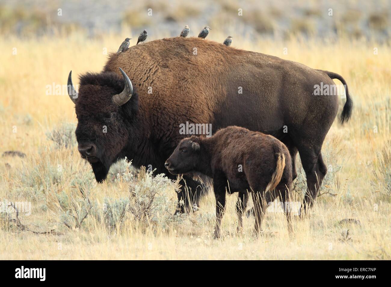 Two buffalo calves hi-res stock photography and images - Alamy