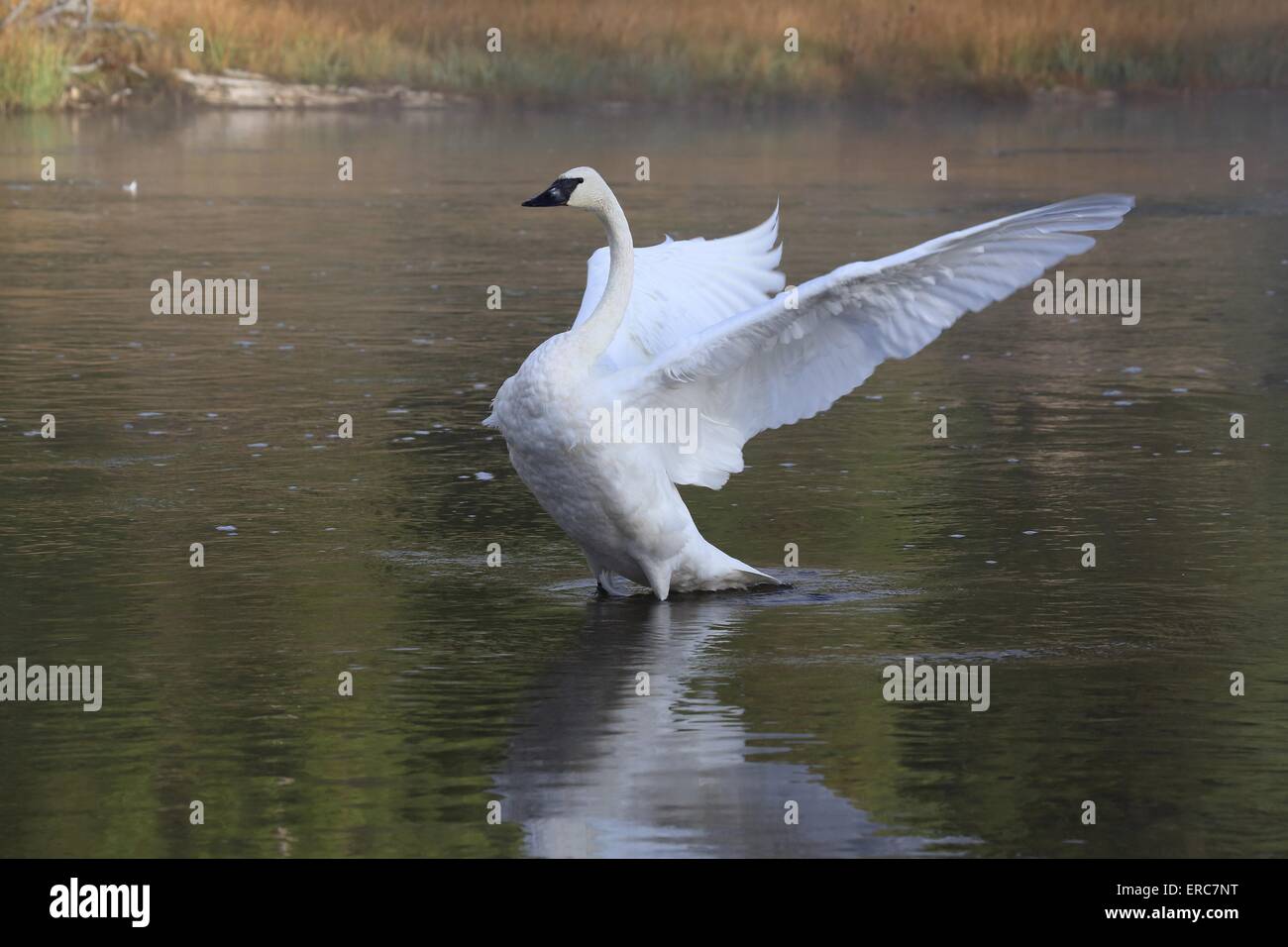 Trumpeter swan flapping hi-res stock photography and images - Alamy