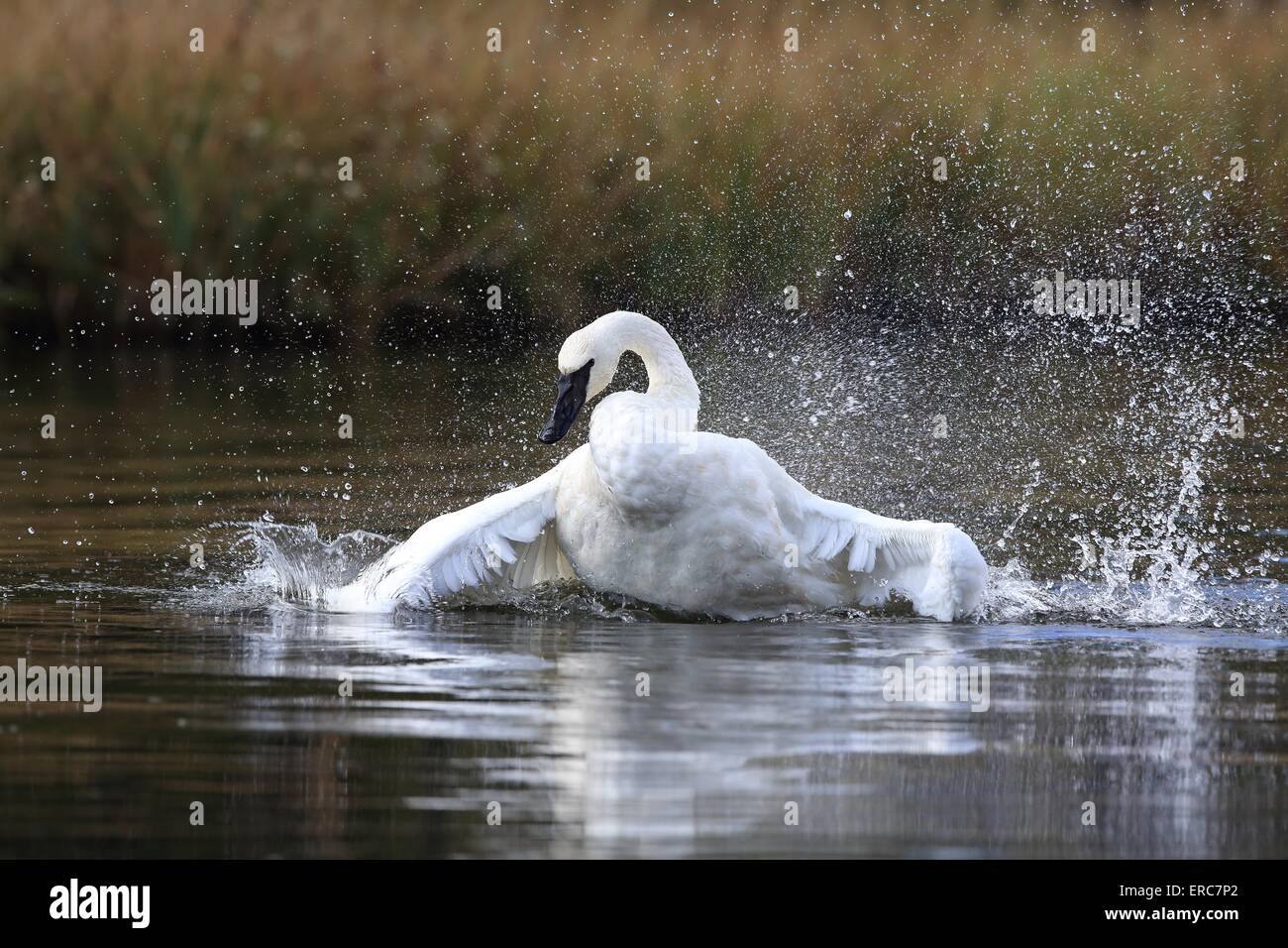 Swan moving hi-res stock photography and images - Alamy