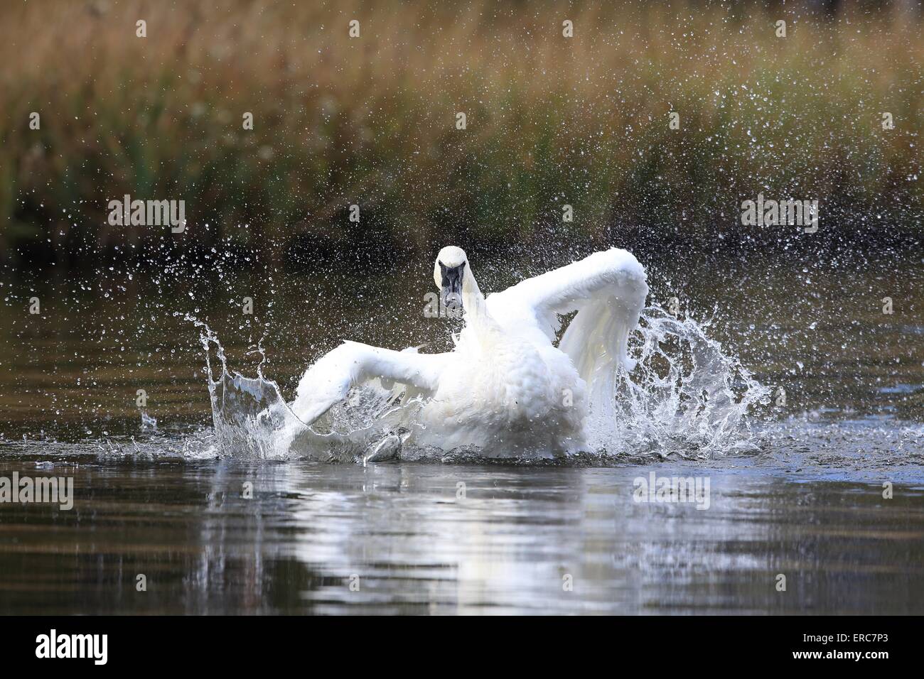 Trumpeter swan splashing hi-res stock photography and images - Alamy