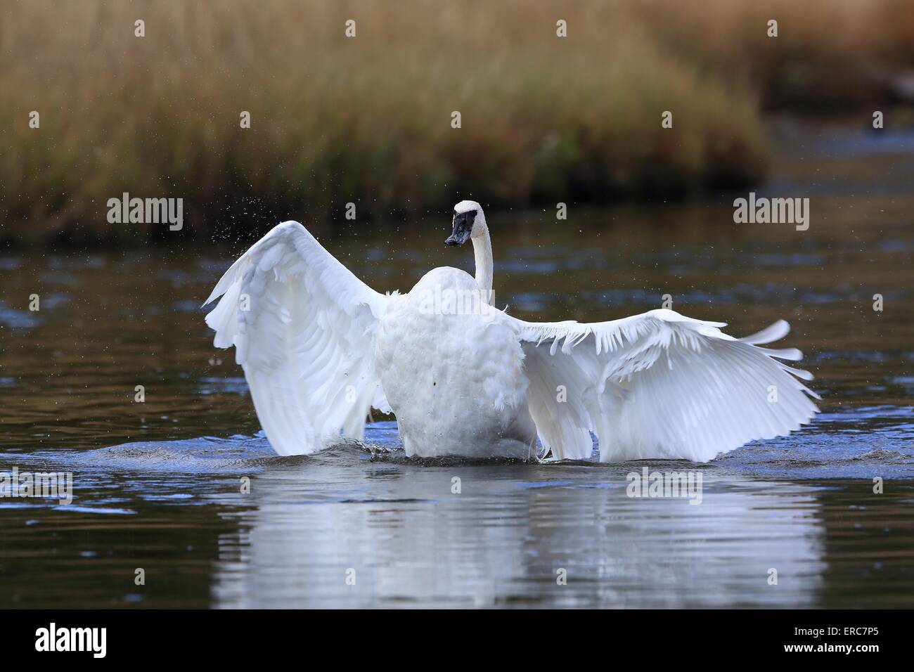 Trumpeter of the sea hi-res stock photography and images - Alamy
