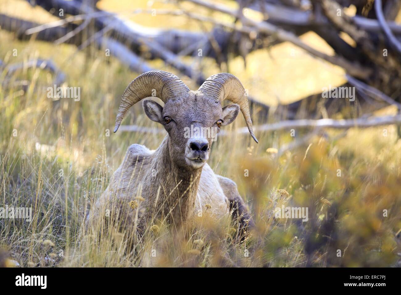 Wild bighorn sheep laying hi-res stock photography and images - Alamy