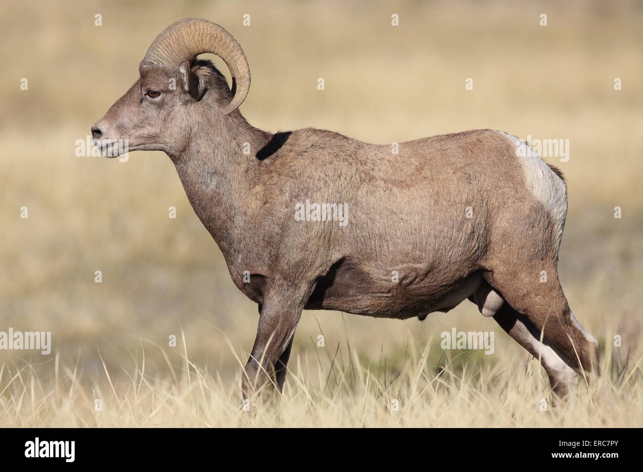 Adult bighorn sheep stands hi-res stock photography and images - Alamy