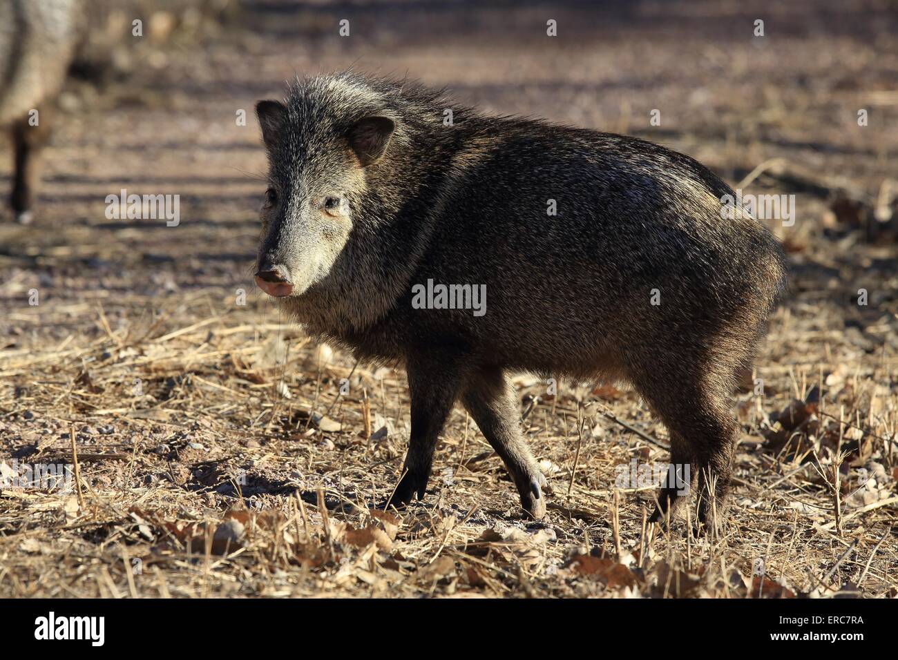 Javelina hi-res stock photography and images - Alamy