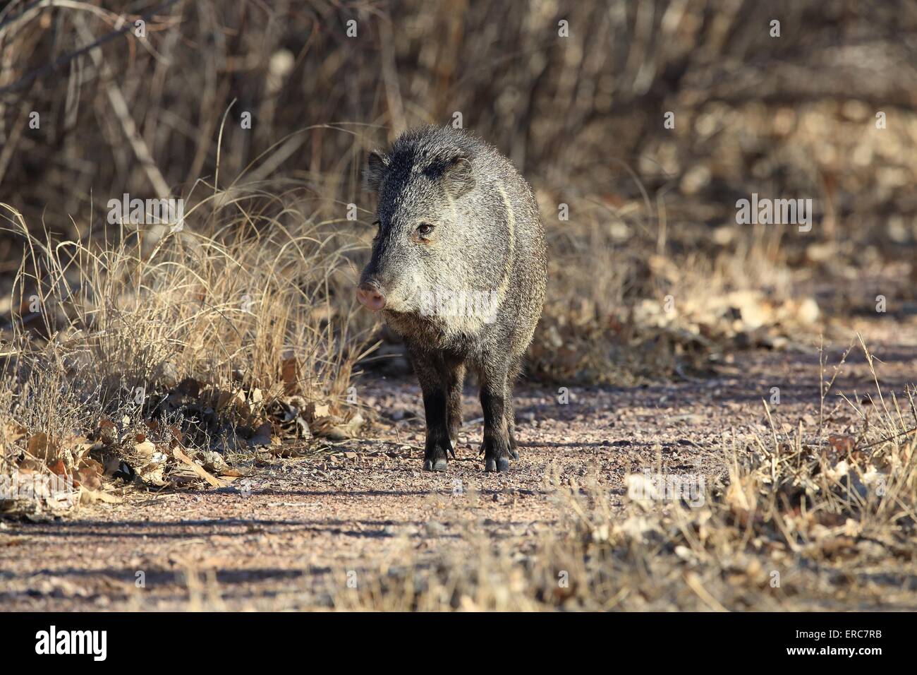 Javelina hi-res stock photography and images - Alamy