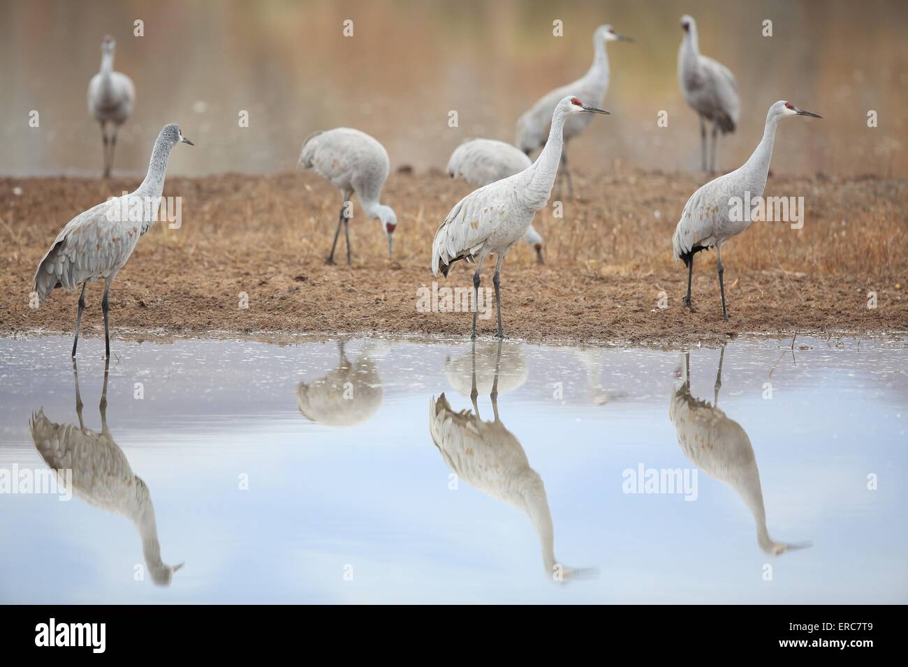Sandhill bank hi-res stock photography and images - Alamy