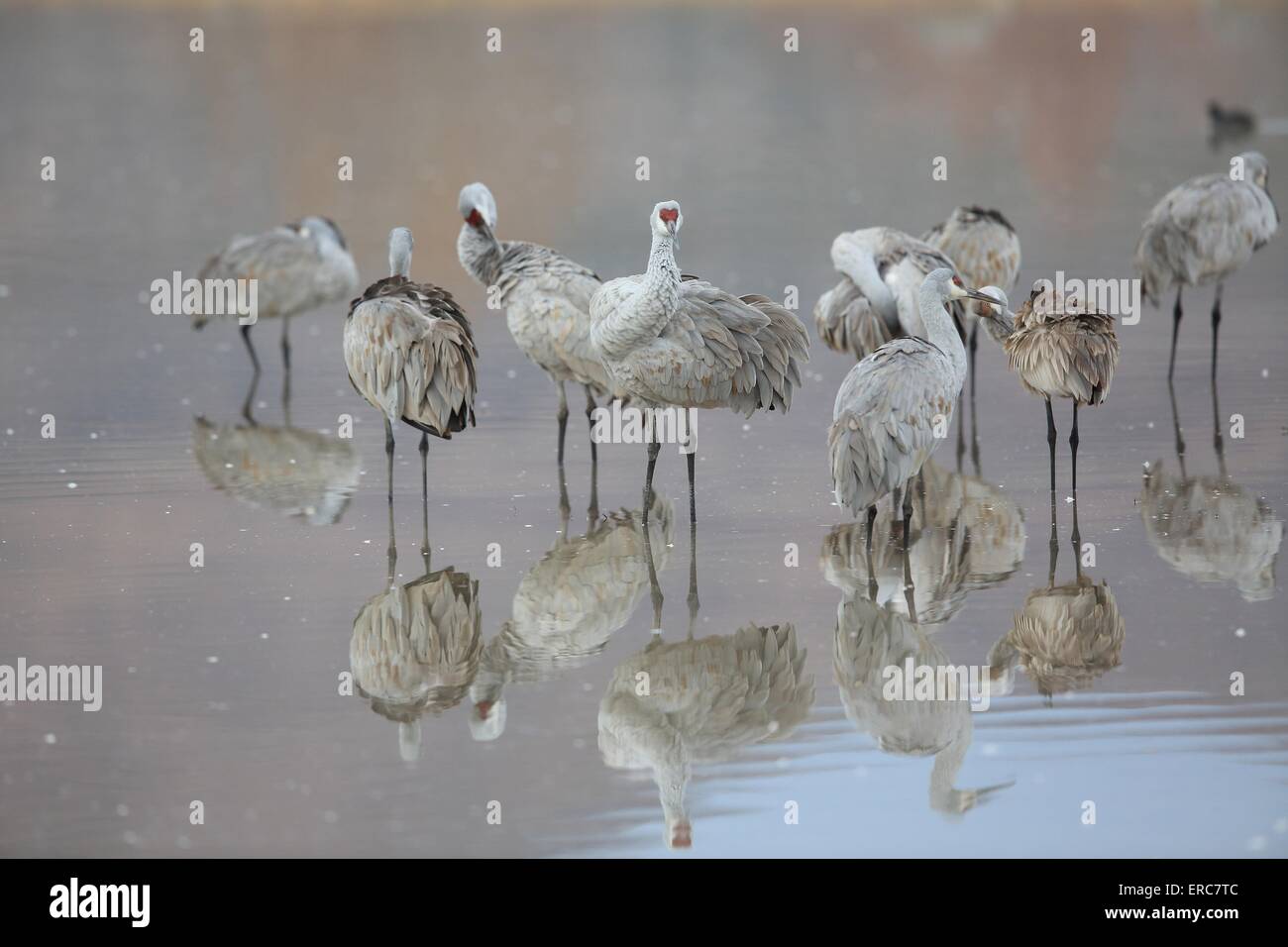 Cleaning cranes hi-res stock photography and images - Alamy