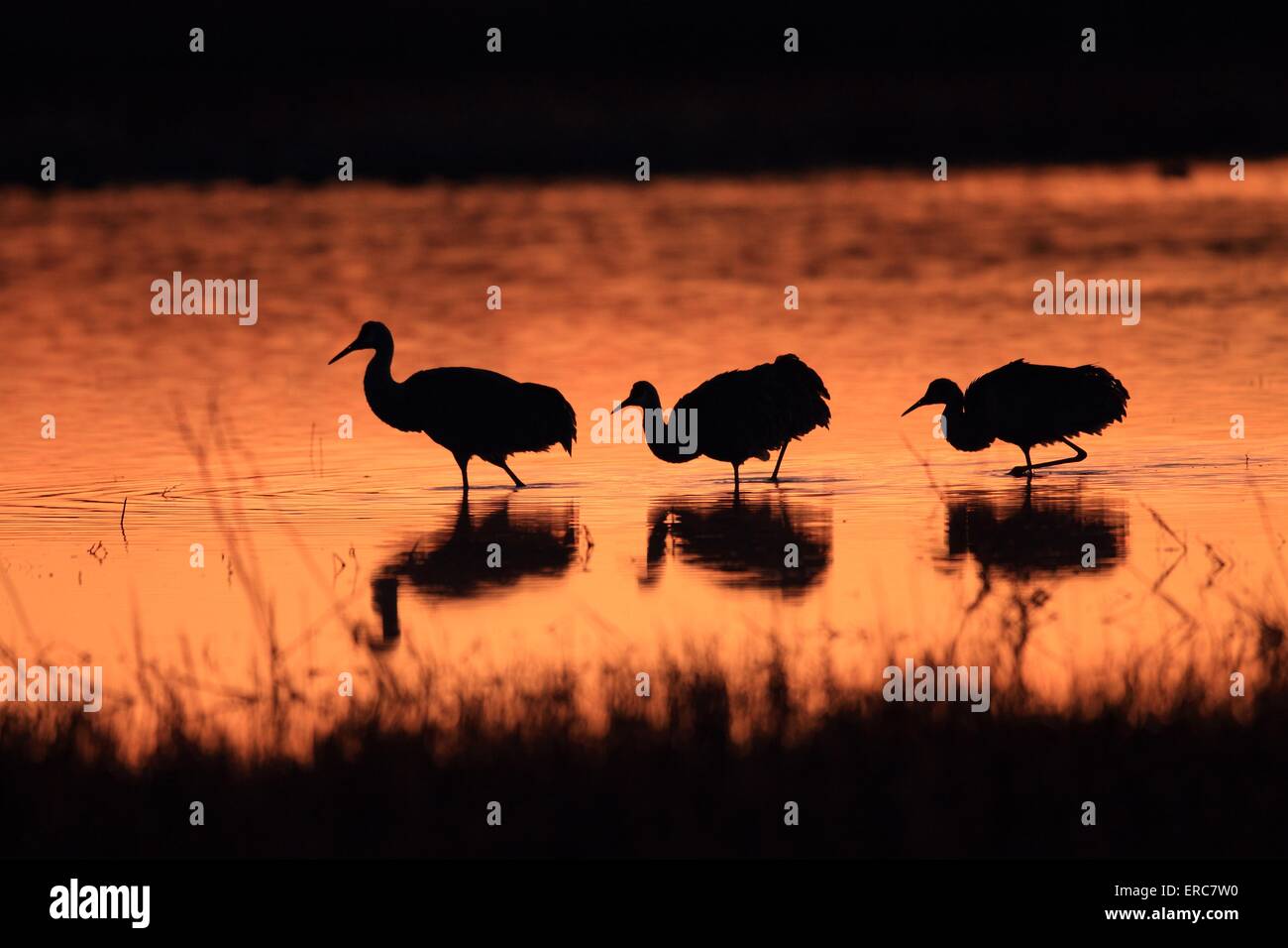 Sandhill bank hi-res stock photography and images - Alamy