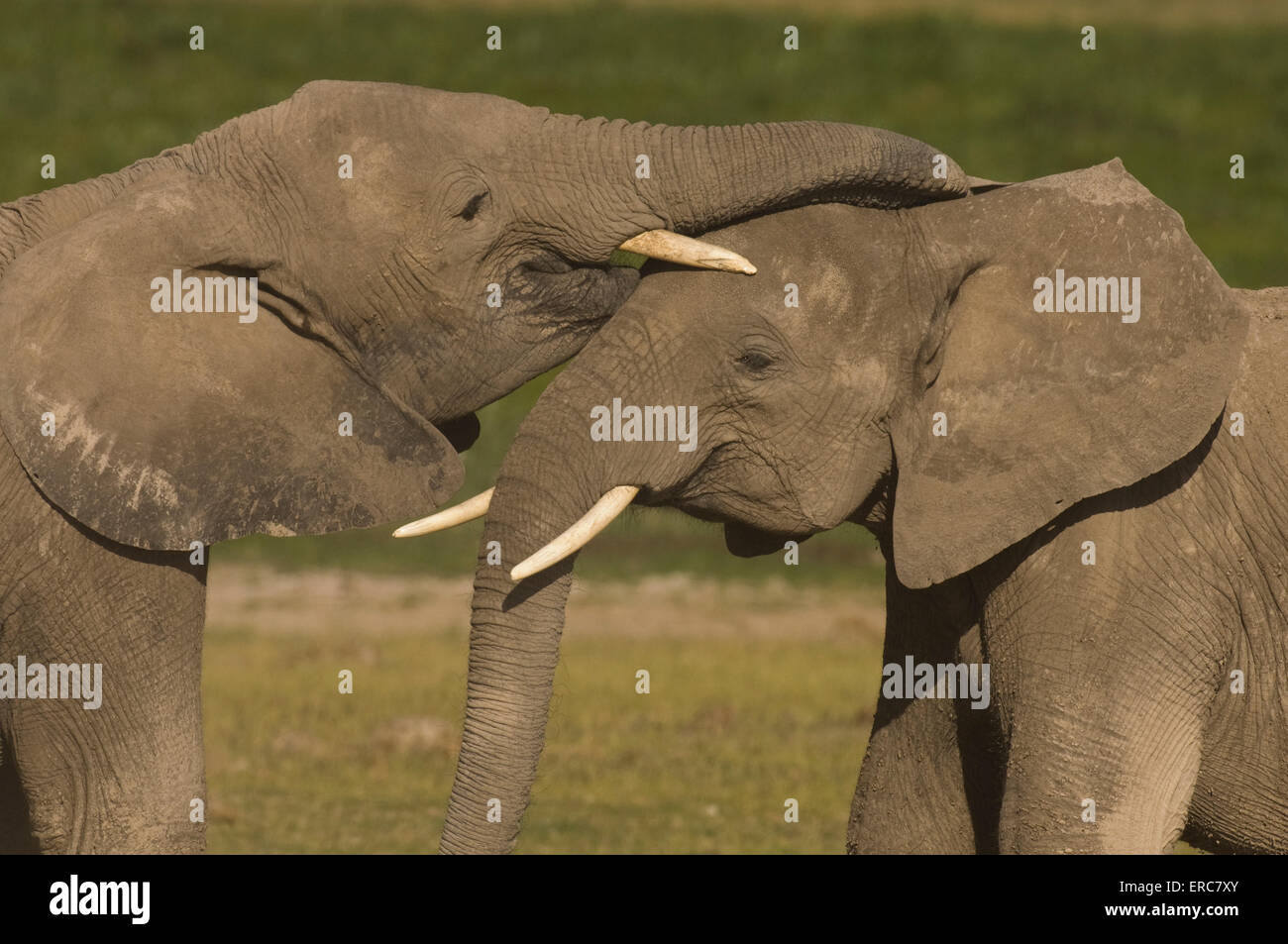 ELEPHANTS GREETING WITH TRUNKS Stock Photo - Alamy