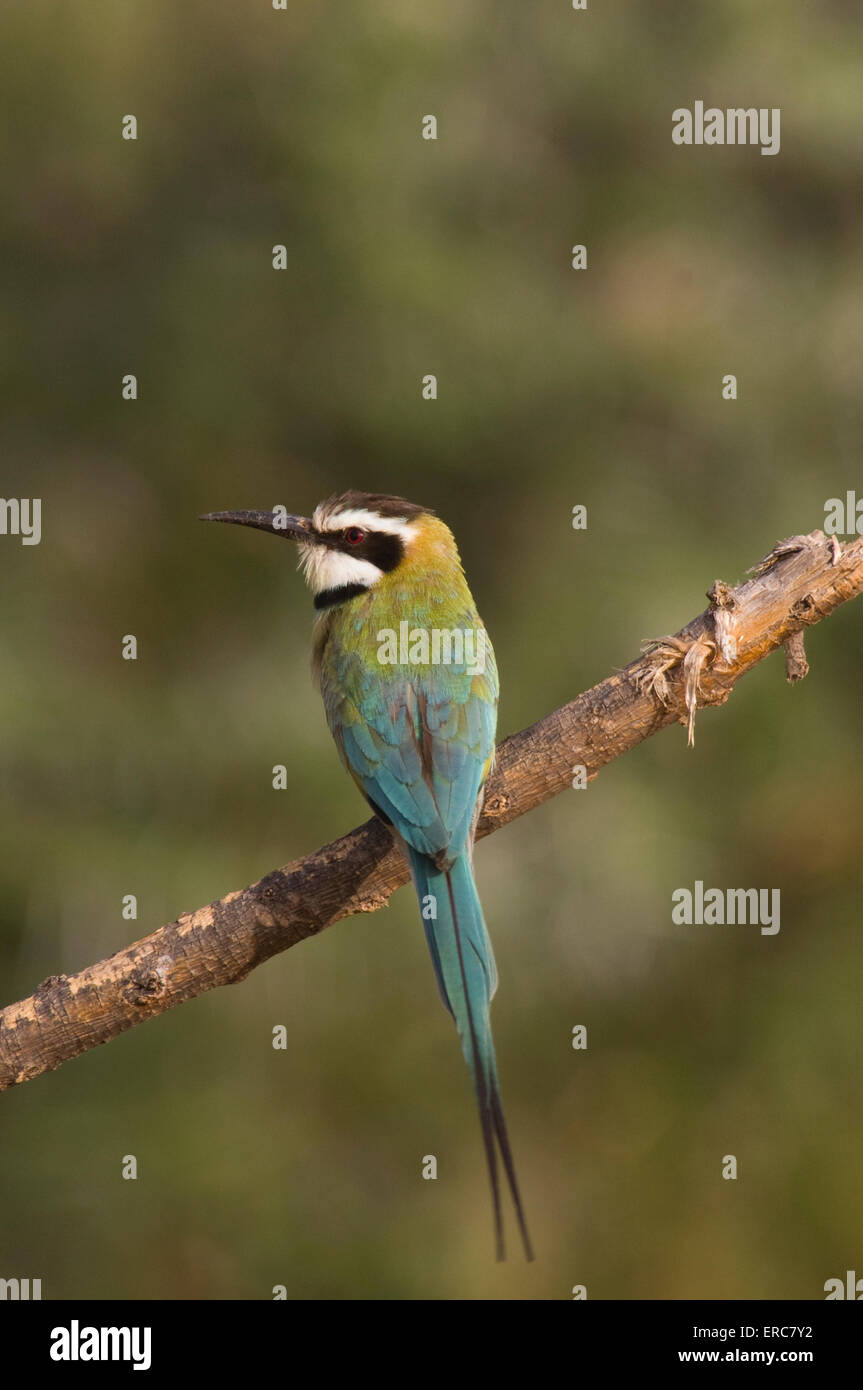 AFRICAN WHITE-THROATED BEE-EATER BIRD SITTING ON BRANCH Stock Photo - Alamy