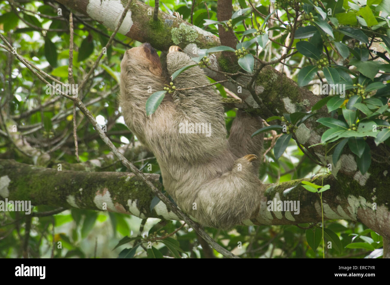 Female three toed sloth hi-res stock photography and images - Alamy
