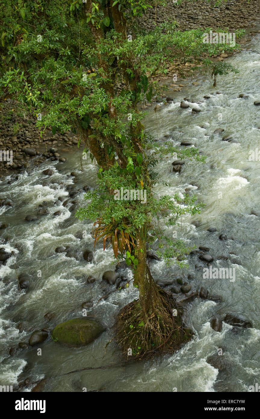 WALKING PALM TREE IN MIDDLE OF SARAPIQUIS RIVER Stock Photo - Alamy