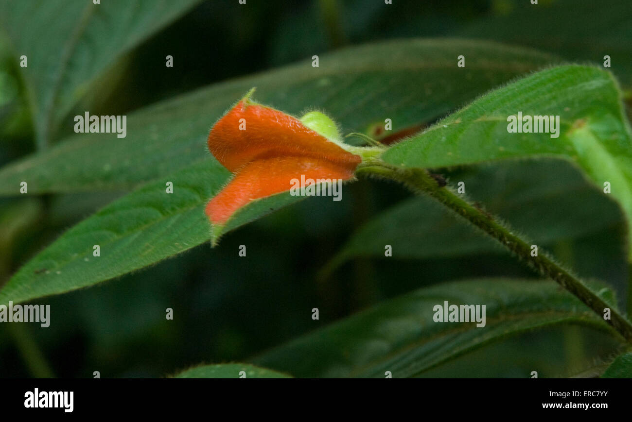 HOT LIPS PLANT IN COSTA RICAN RAINFOREST Stock Photo - Alamy