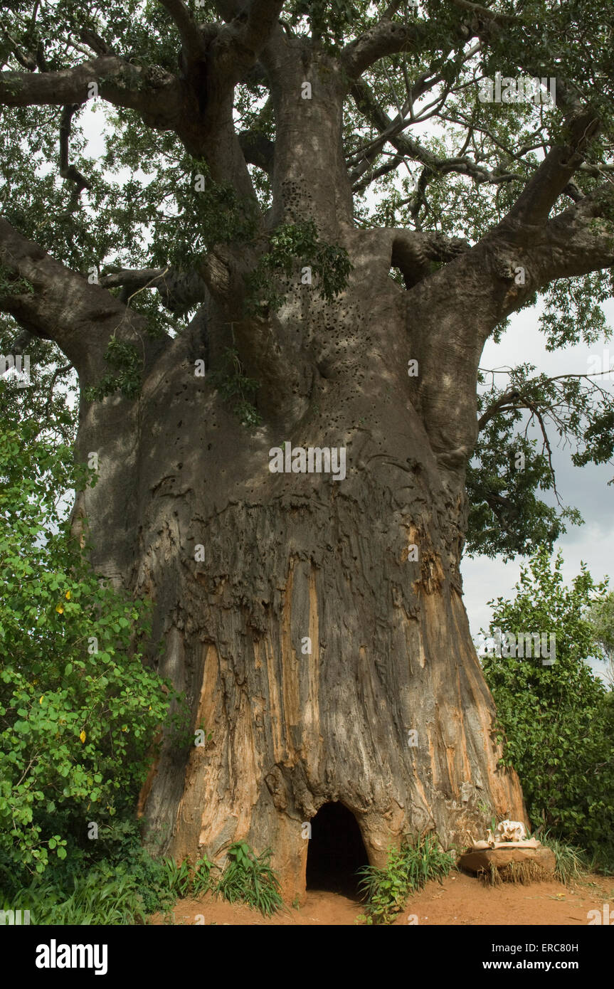 ENTRANCE TO A POACHER'S HIDE IN BAOBAB TREE Stock Photo - Alamy