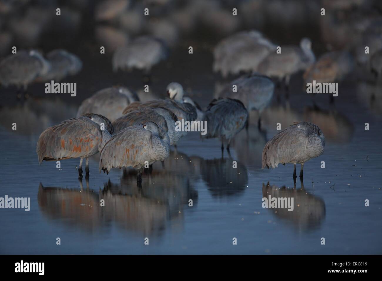 Sleeping crane hi-res stock photography and images - Alamy