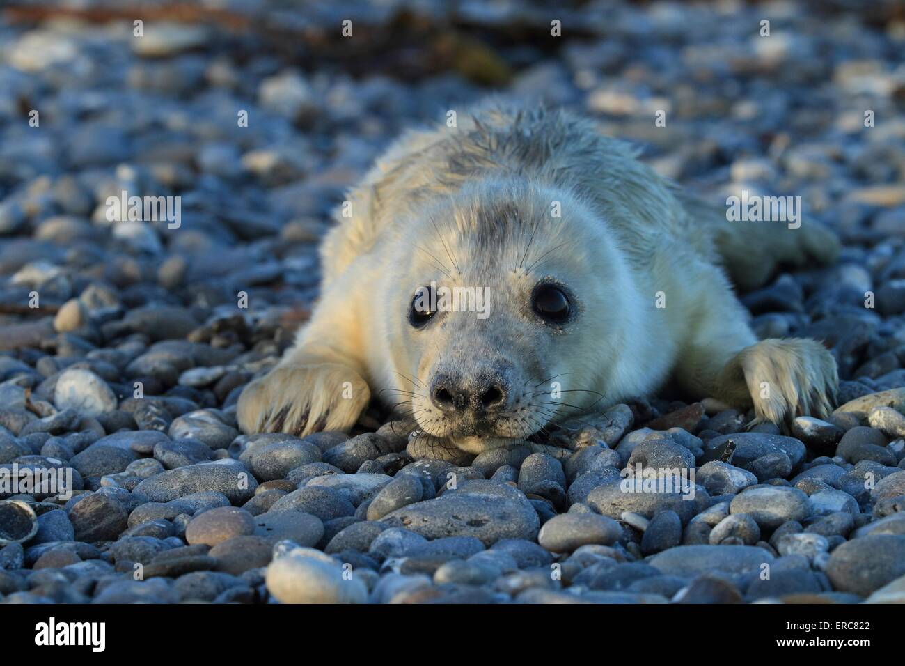 Earless seal baby hi-res stock photography and images - Alamy