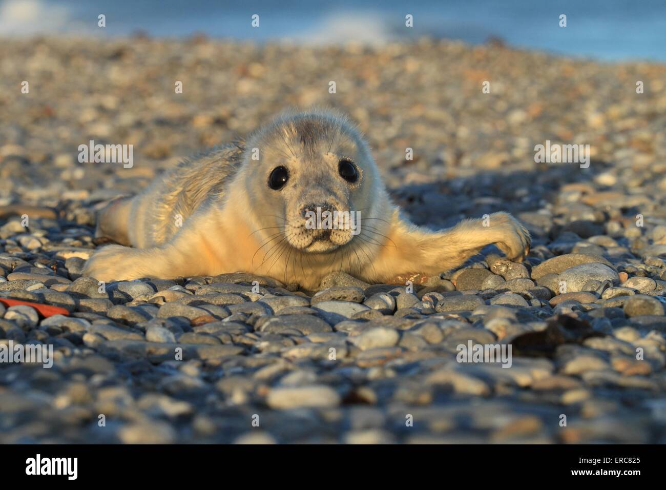 Earless seal baby hi-res stock photography and images - Alamy