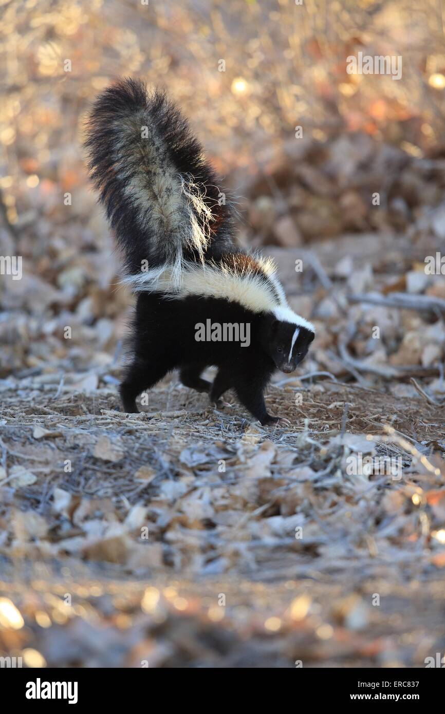 Skunks walking hi-res stock photography and images - Alamy