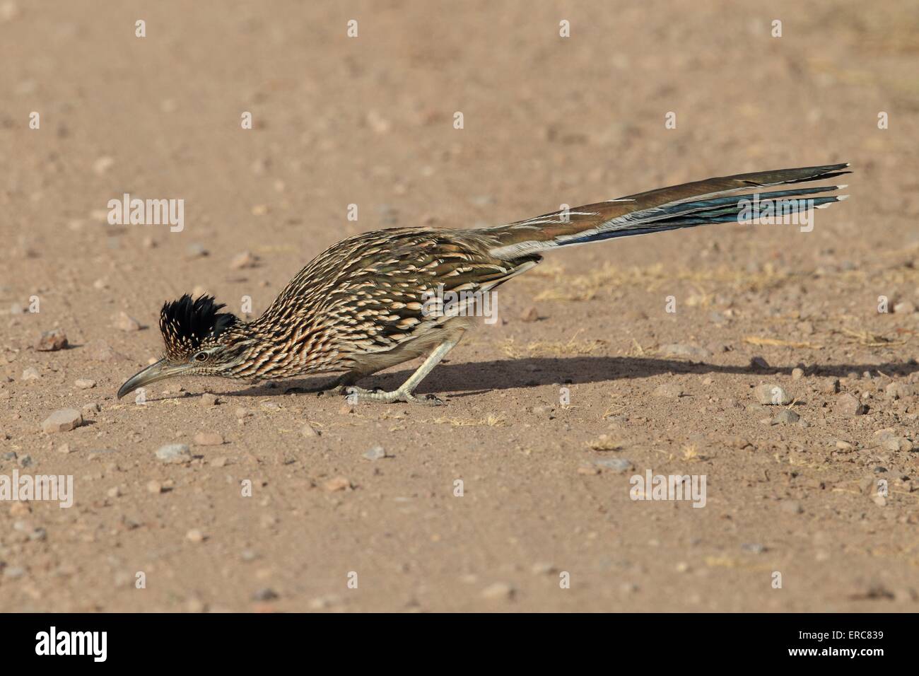 The roadrunners hi-res stock photography and images - Alamy