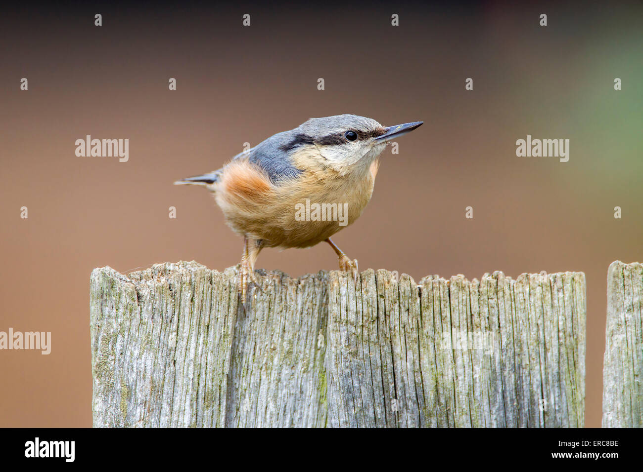 Nuthatch. Sitta europaea (Sittidae Stock Photo - Alamy