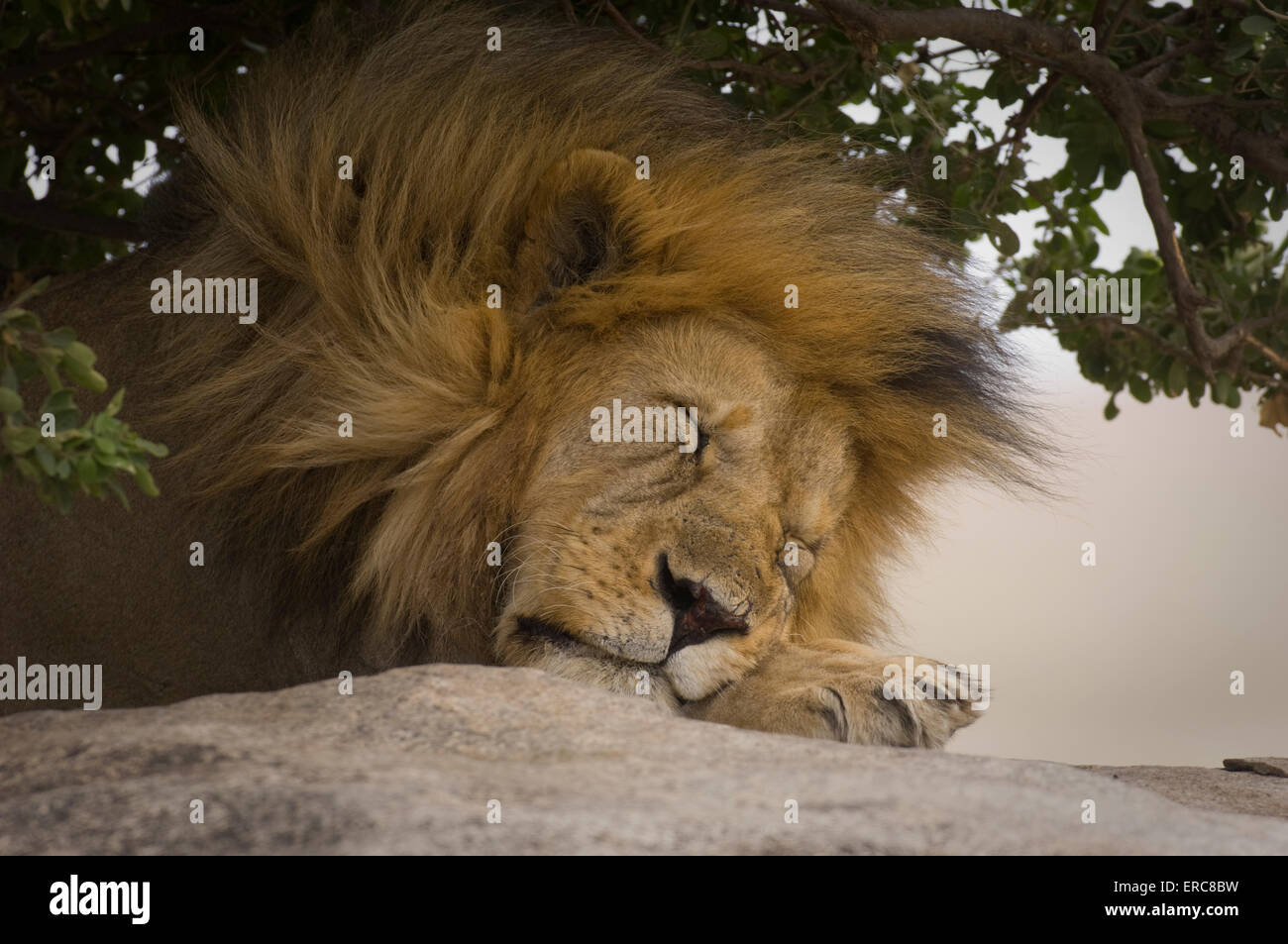 Lion sleeping under tree hi-res stock photography and images - Alamy