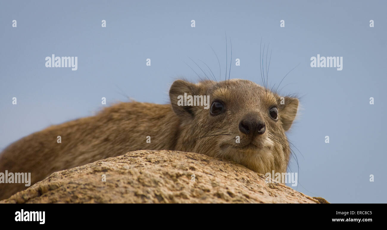 HYRAX PEEKING OUT OVER A ROCK Stock Photo - Alamy