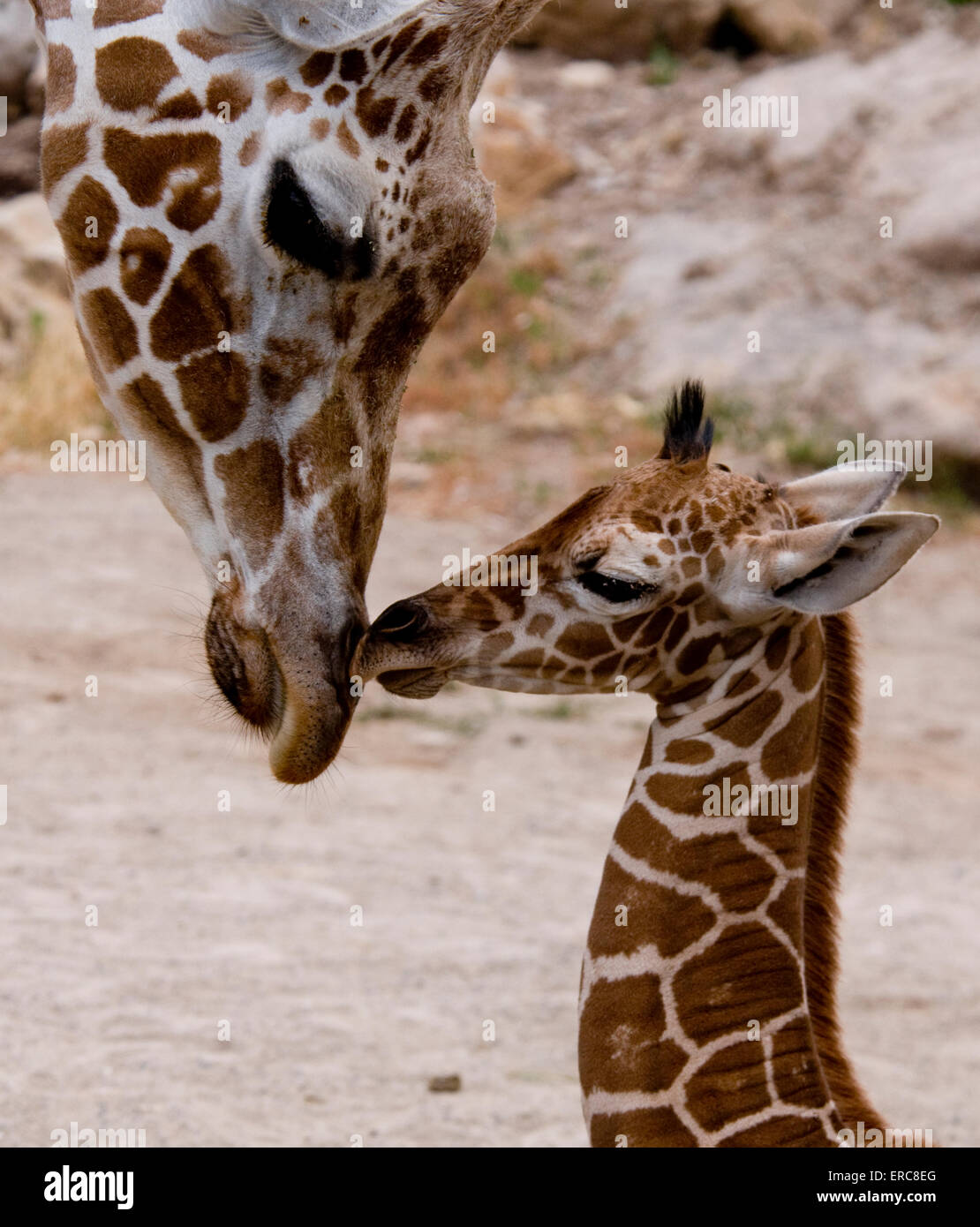 RETICULATED GIRAFFE NUZZLING BABY Stock Photo - Alamy