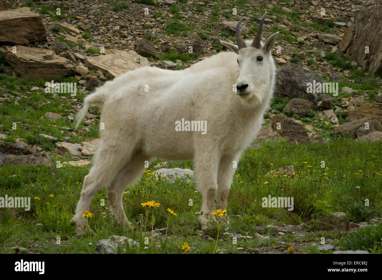 Hoofed mountain climber hi-res stock photography and images - Alamy