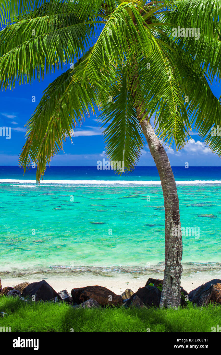 Single palm tree on amazing tropical beach on Rarotonga, Cook Islands ...
