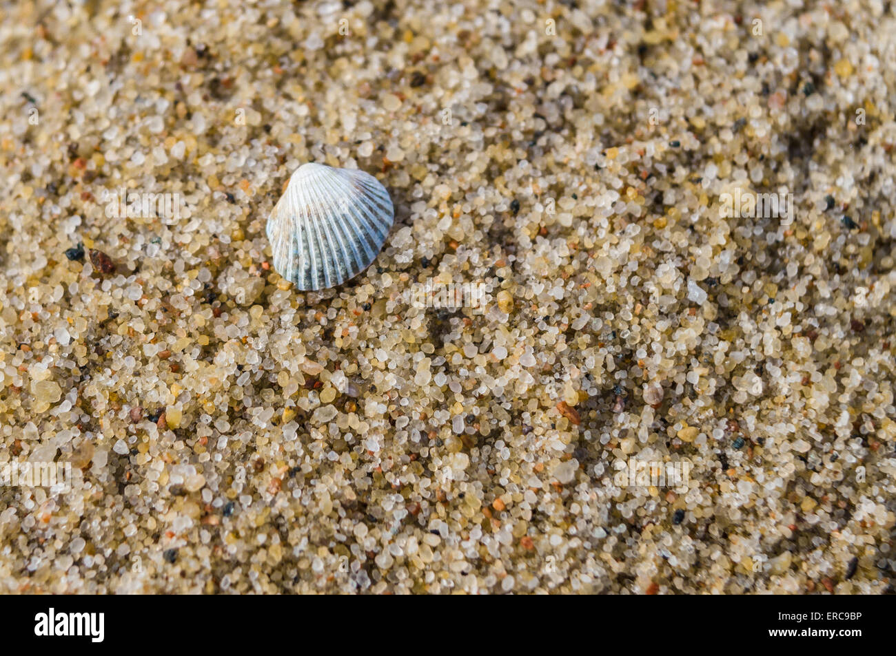 Simple white shell on sand beach closeup Stock Photo - Alamy
