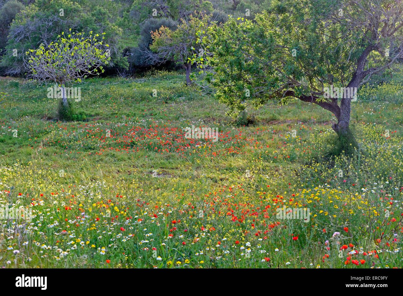 Meadow with almond tree and wild flowers, near Calonge, Majorca ...