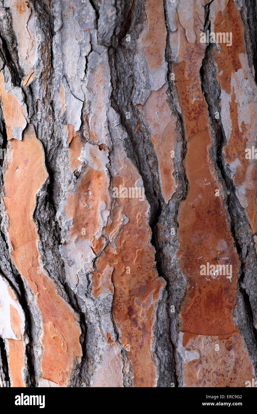 Bark of a pine tree (Pinus pinea), Majorca, Balearic Islands, Spain ...