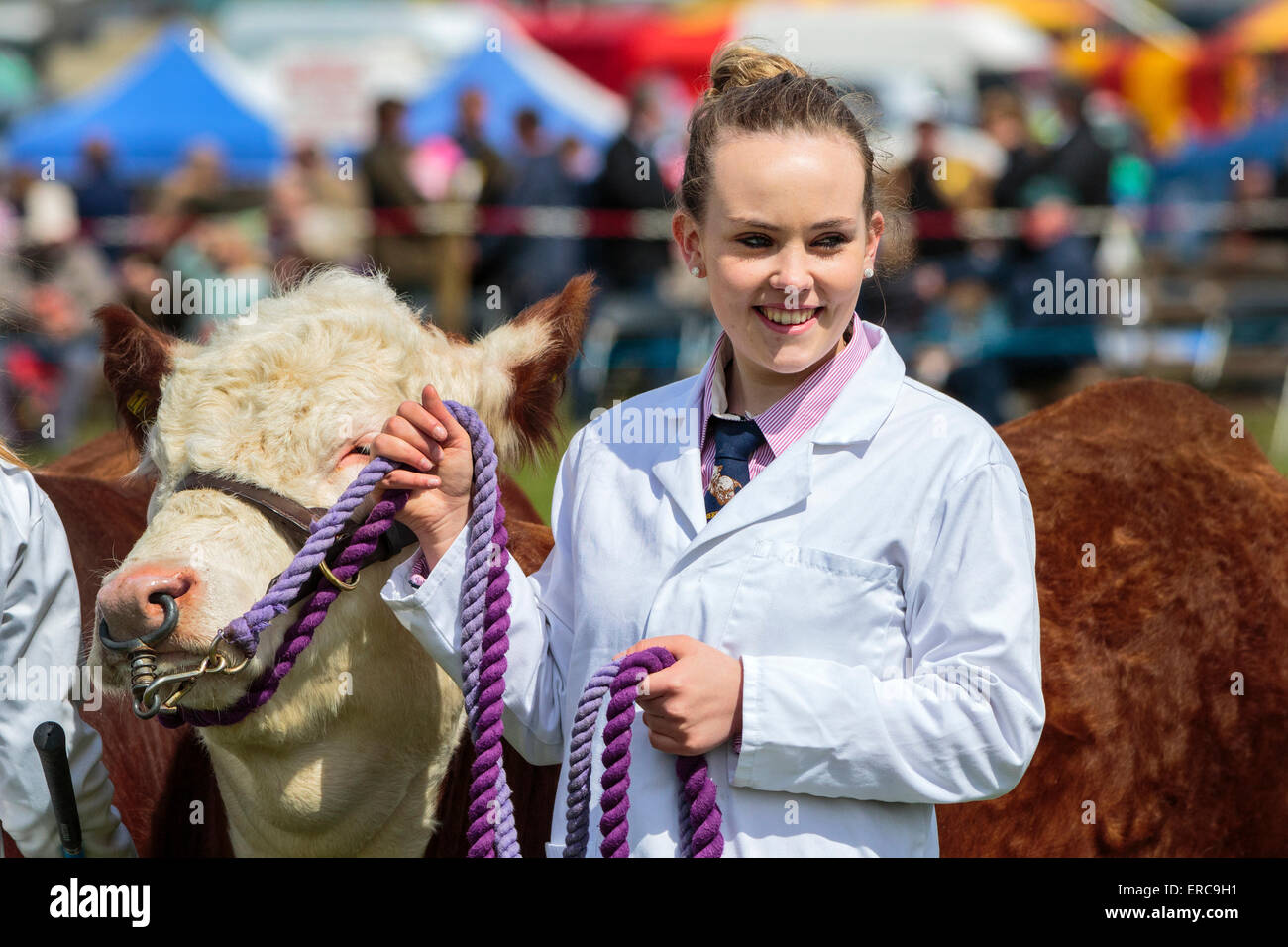 Young woman showing a calf at a country fair near Drymen, Glasgow ...