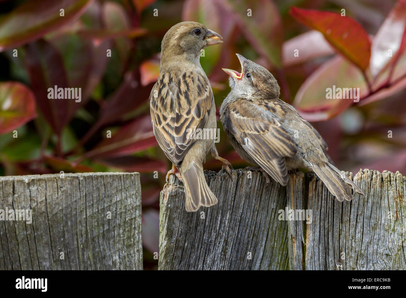 House Sparrow. Passer domesticus (Passeridae) in the breeding season ...
