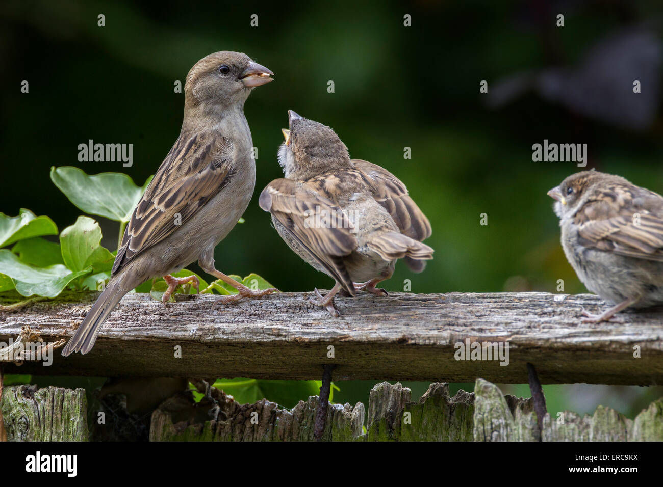 House Sparrow. Passer domesticus (Passeridae) in the breeding season ...