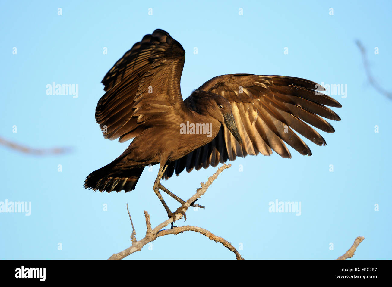 Hammerhead, umber bird (Scopus umbretta) lands on a branch, South ...